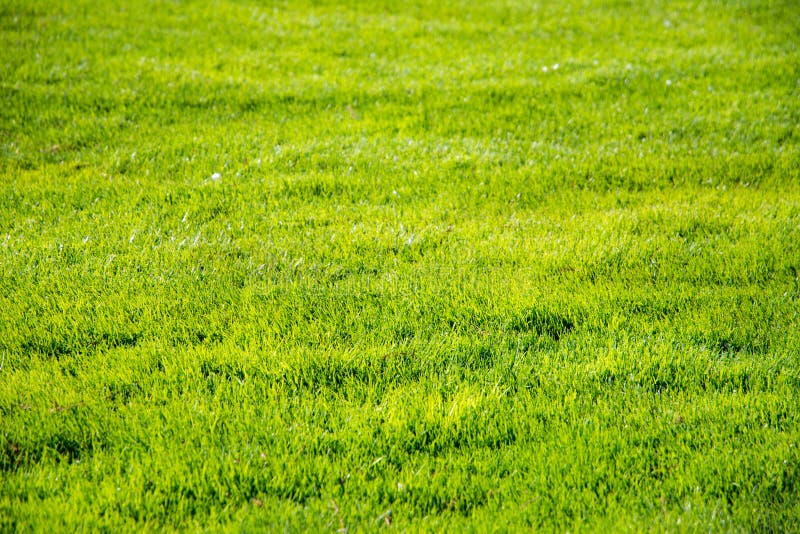 Short Green Grass Background Stock Photo - Image of garden, meadow ...