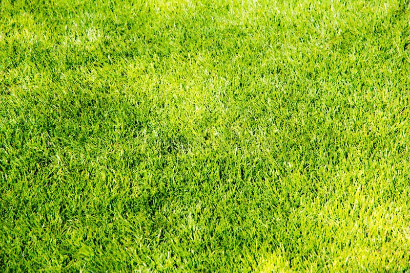 Short Green Grass Background Stock Photo - Image of growth, meadow ...