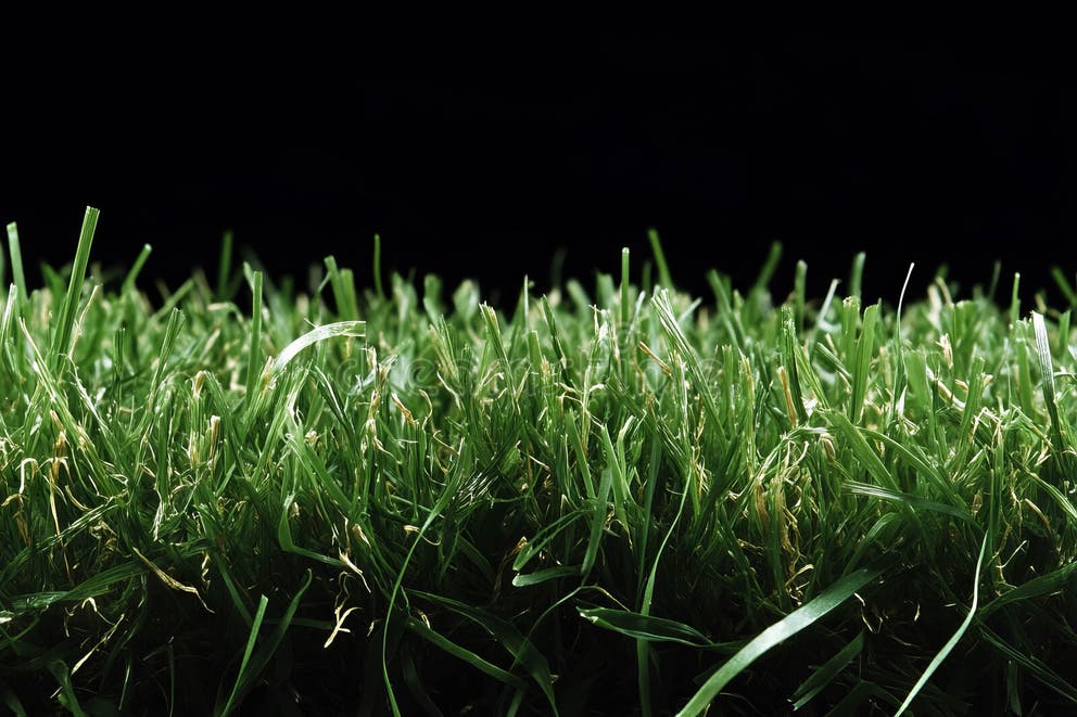 Short Green Grass with Fine Blades Against a Black Background Creating ...