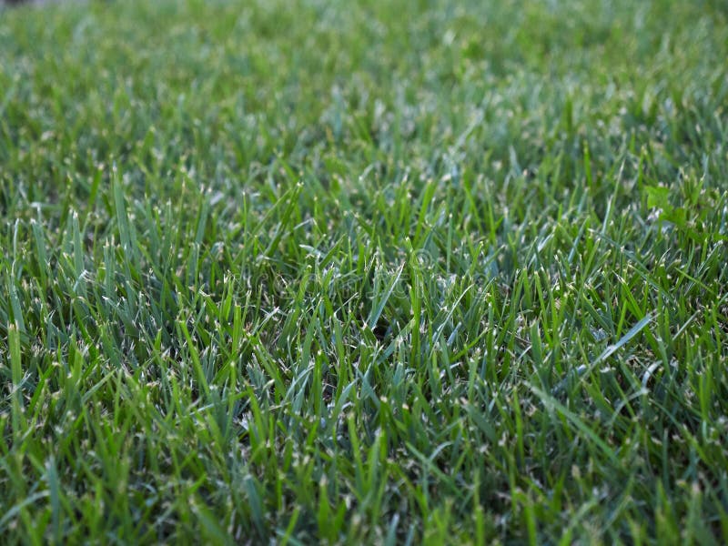 Green Lawn With Short Grass For Background Stock Image - Image of grass ...