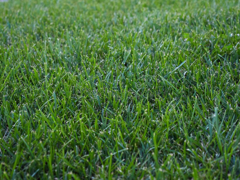 Short Green Grass Lawn. Close Up in the Evening Stock Image - Image of ...