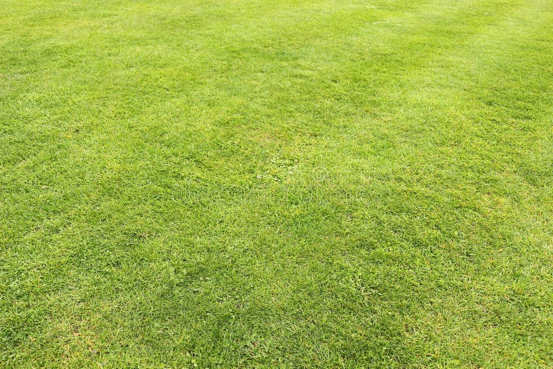 Lawn stock image. Image of turf, grass, grassland, soccer - 157195001