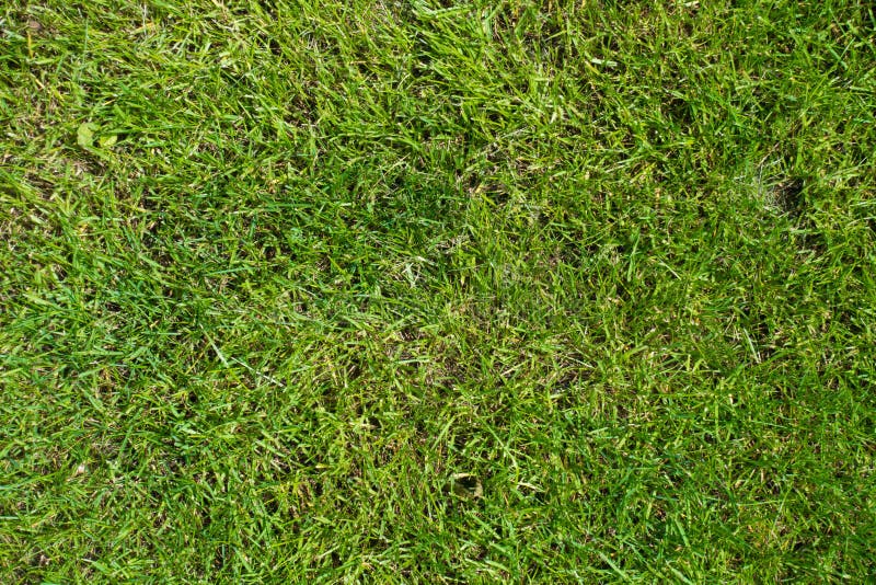 Short Green Lawn Grass from Above Stock Photo - Image of football, golf ...