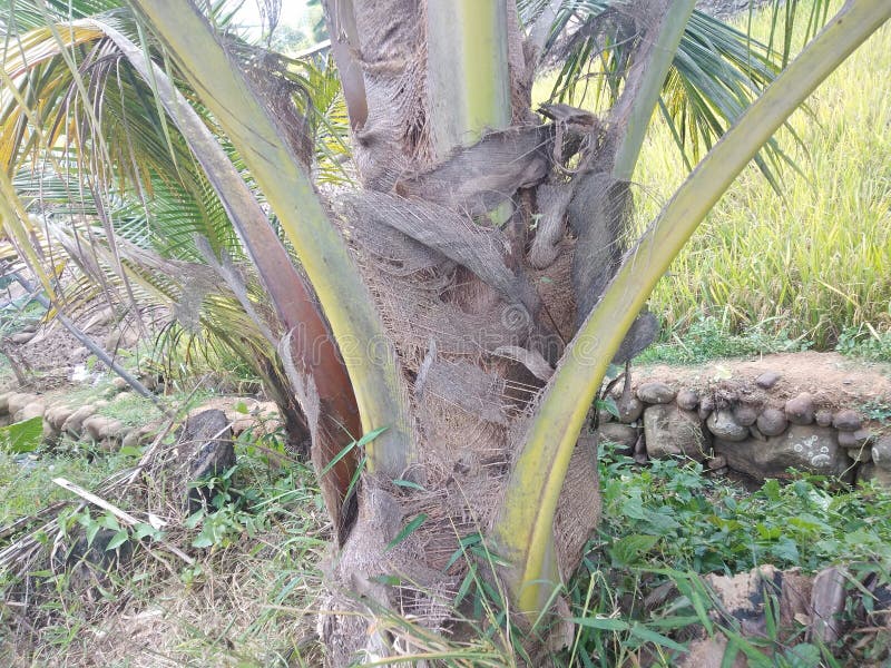 Growing Coconut Plants with the Pest Protective Covers in a Half Sloped ...