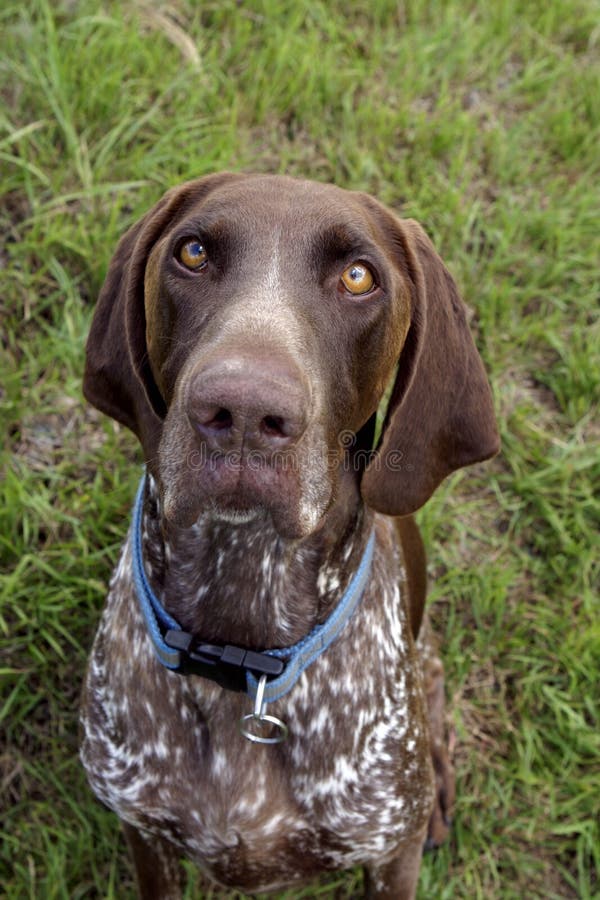 Short-hair Pointer stock photo. Image of vertical, nature - 51052914