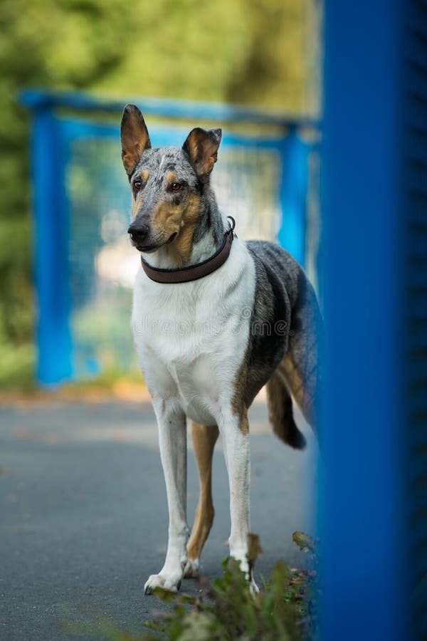 Short Haired Collie in the City Stock Photo - Image of outdoor, kennel ...