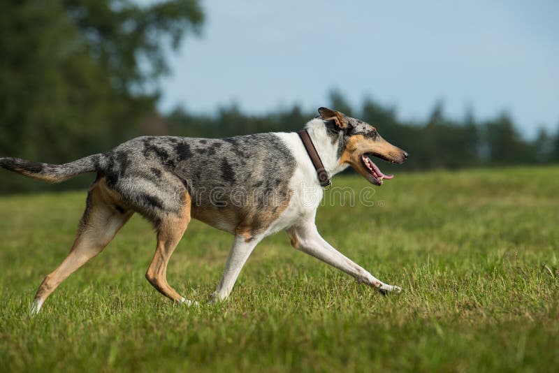 Short Haired Collie in a Meadow Stock Image - Image of heckle, tongue ...