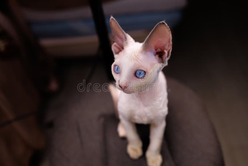 A Short-haired Devon Rex Kitten Sits on a Chair and Looks Ahead with ...