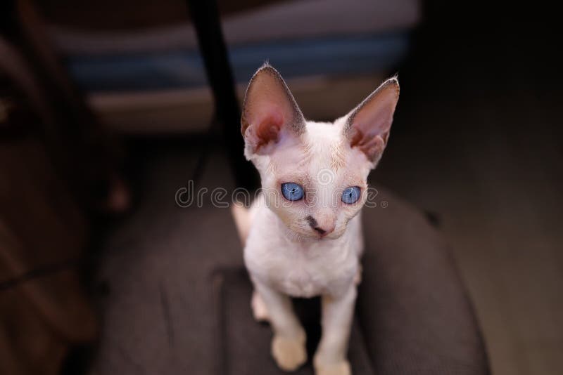 A Short-haired Devon Rex Kitten Sits on a Chair and Looks Ahead with ...