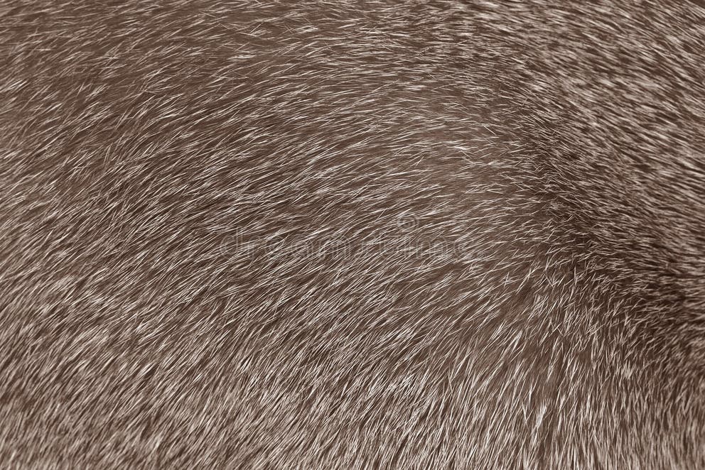 Short-haired Gray Cat Fur Structure Stock Photo - Image of hair, breed ...