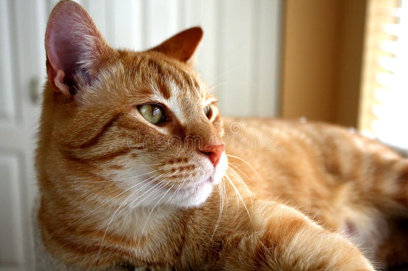 Short Haired Orange Tabby Cat in Natural Indoor Light Stock Photo ...