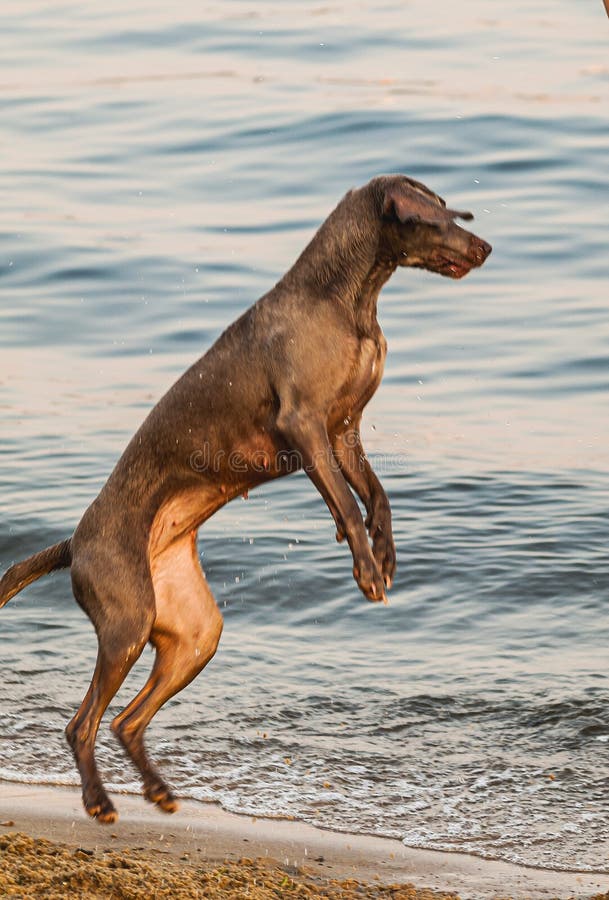 Short-Haired Pointer Dog Jumping in Beach Stock Image - Image of joyful ...