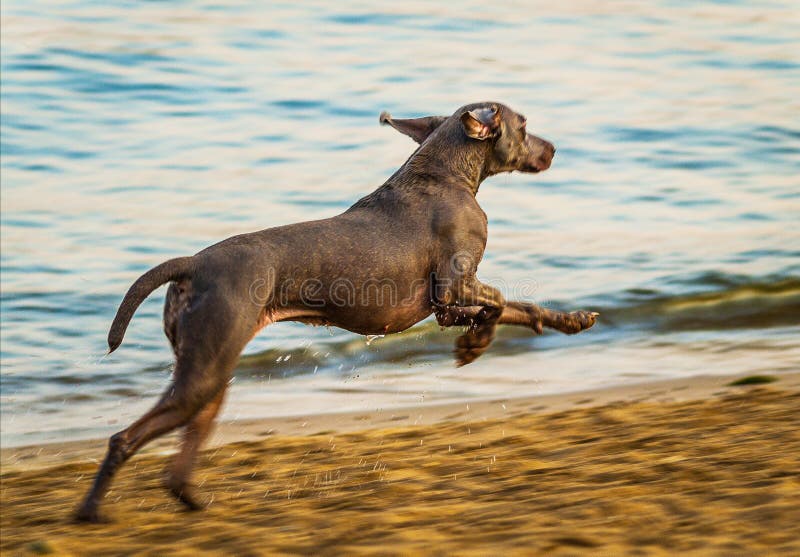 Short-Haired Pointer, Dog Running at Sandy Beach Stock Image - Image of ...