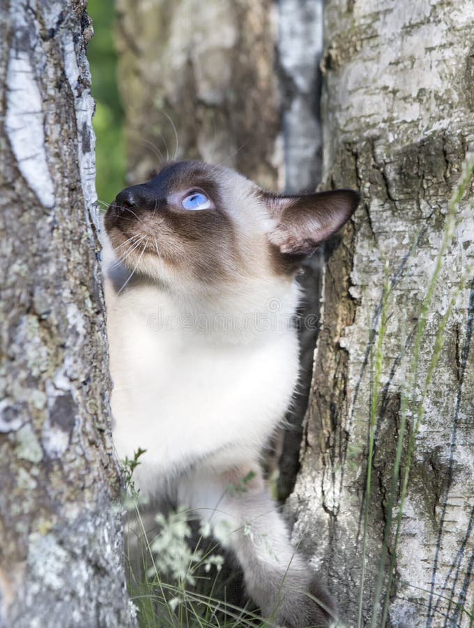 Short Haired Young Cat, Seal Point Color with Blue Eyes on a Birch ...