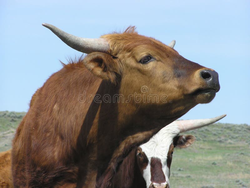 Oxen stock photo. Image of williamsburg, snout, animal - 6201842