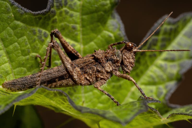 Short-horned Grasshopper Insect Stock Image - Image of orthoptera ...