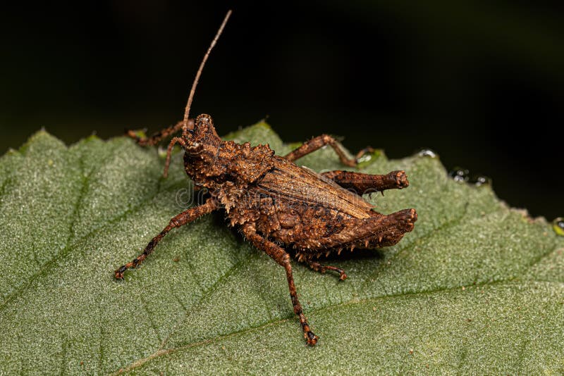 Short-horned Grasshopper Insect Stock Image - Image of invertebrate ...