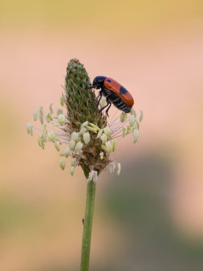 Short-horned Leaf Beetle, Clytra Laeviuscula Stock Photo - Image of ...