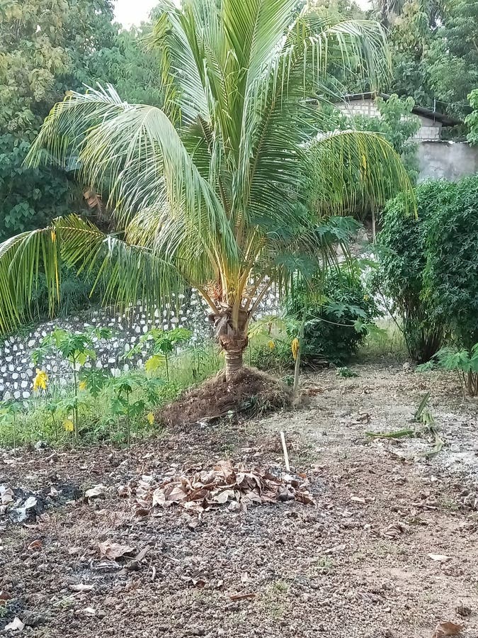 Short hybrid coconut tree stock image. Image of backyard - 379023633