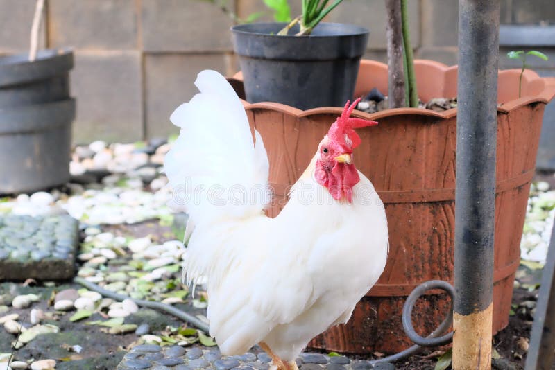 White bantam chicken stock photo. Image of bantam, short - 183413622