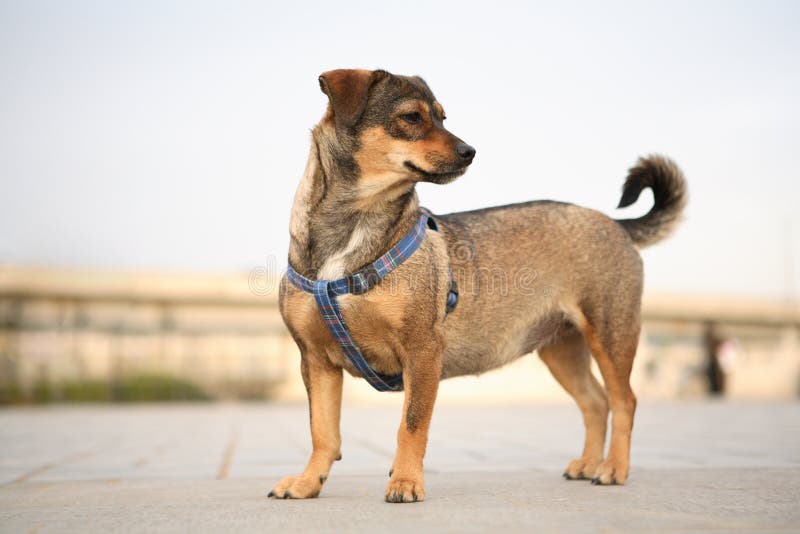 Short leg dog stock photo. Image of little, face, childhood - 4925548