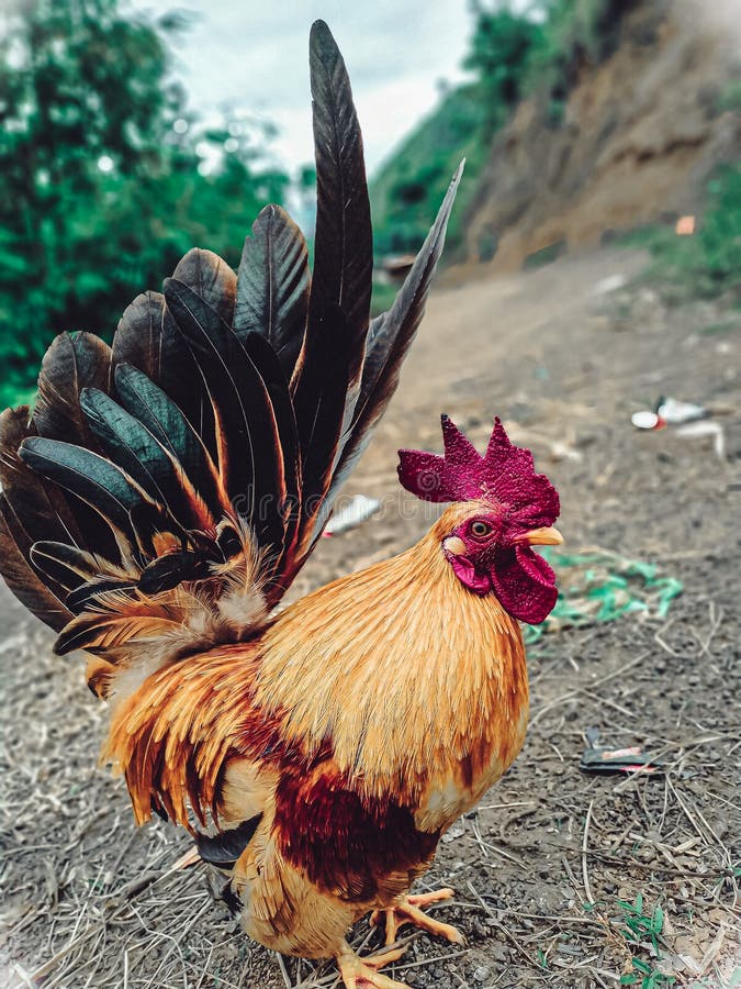 Short-legged Bantam Chicken Stock Image - Image of peafowl, ducks ...