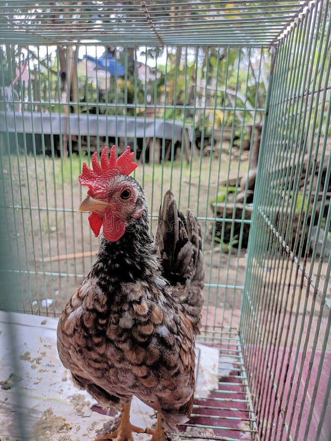 Short-legged Bantam Chicken Stock Image - Image of garden, animal ...