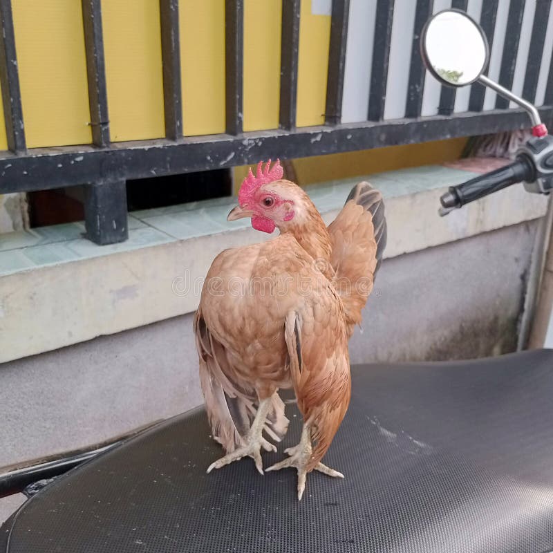 Short-legged Bantam Chicken Stock Image - Image of bird, ducks: 263321699