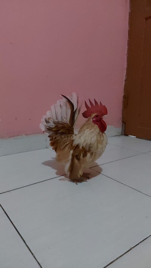 Short-legged Bantam Chicken Stock Photo - Image of legged, insect ...