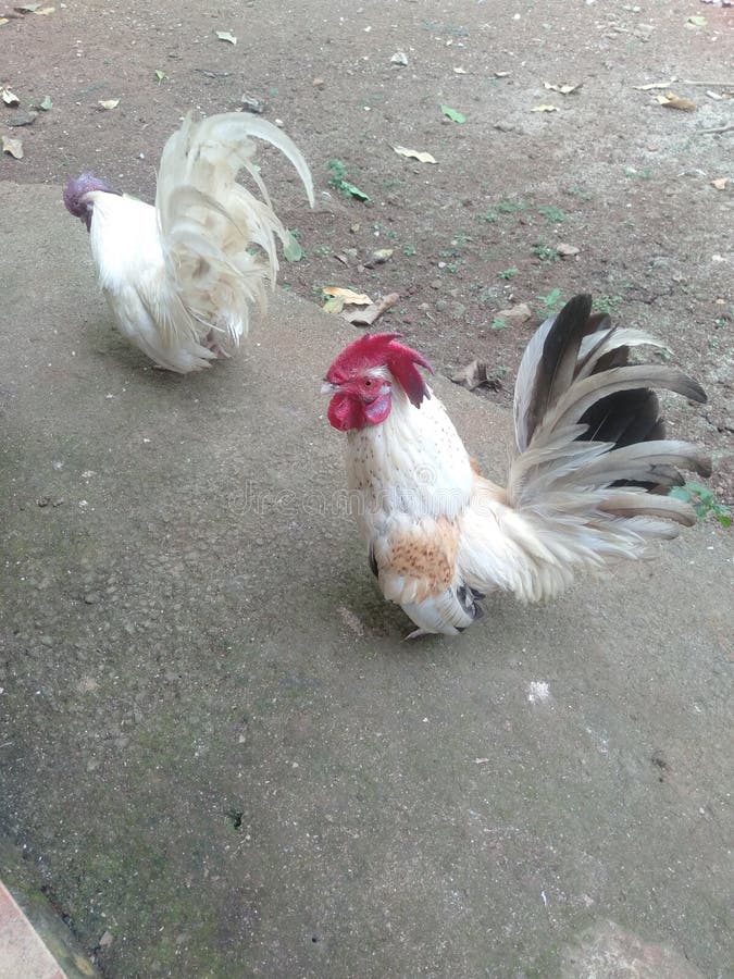 Cute Little Kate Stock Photos - Free & Royalty-Free Stock Photos from ...