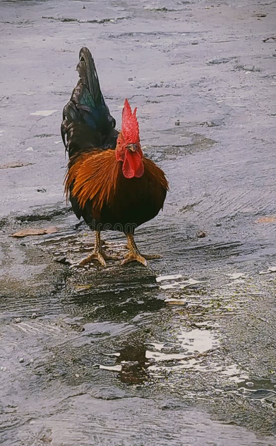 Short-Legged Bantam Chicken Stock Photo - Image of peafowl, waterfowl ...