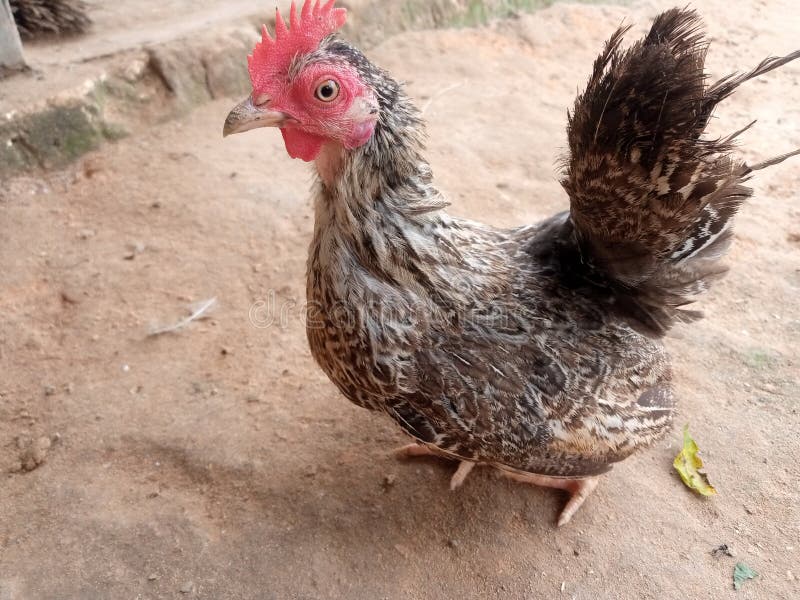 Short Legged Bantam Chicken Stock Photo - Image of legged, waterbird ...