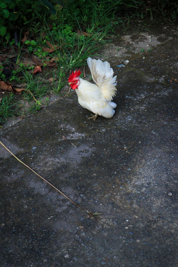 Short Legged Bantam Chicken Stock Photo - Image of white, ground: 143396798