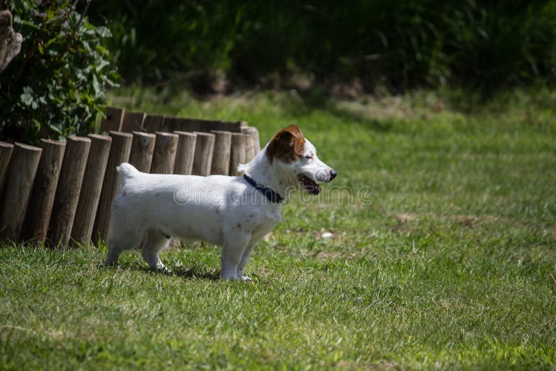 Short Legged Jack Russell Terrier Stock Photo - Image of collie, ears ...