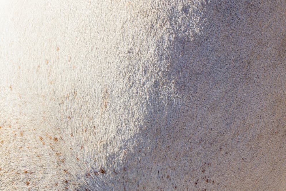 Short Light Fur with Tiny Brown Spots Background Stock Image - Image of ...