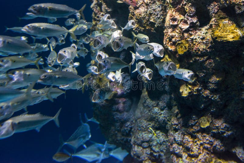 Short mackerel stock image. Image of rastrelliger, seafood - 36191297