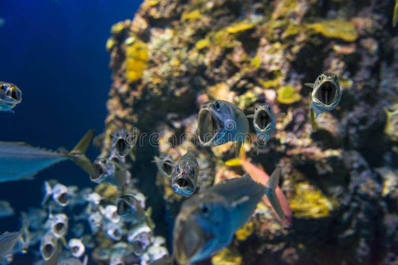 Short mackerel stock image. Image of fauna, mackerel - 36191317