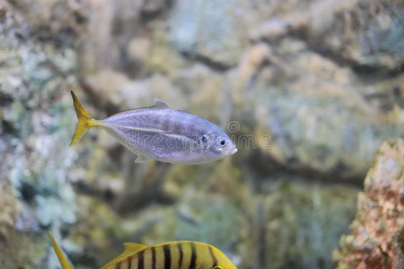 Short mackerel stock photo. Image of family, short, shortbodied - 70499070