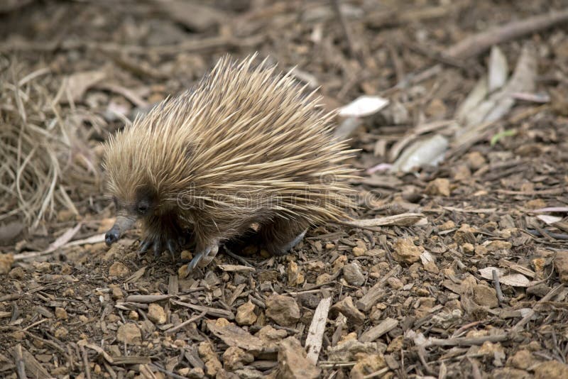The Short Nosed Echidna is Searching for Ants Stock Photo - Image of ...