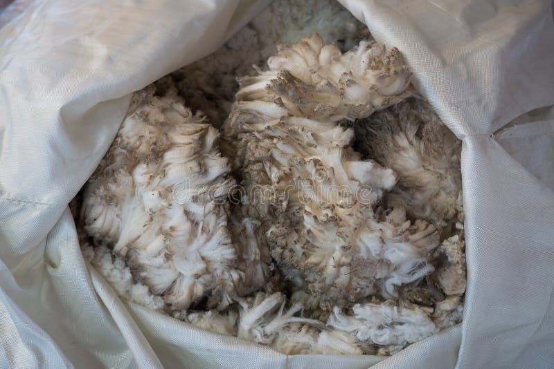 Short Pieces of Wool Collected in a Bag after Sorting Stock Image ...