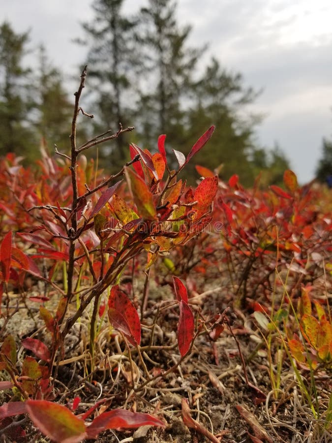 Red leaves stock image. Image of leaves, tiny, short - 126036701