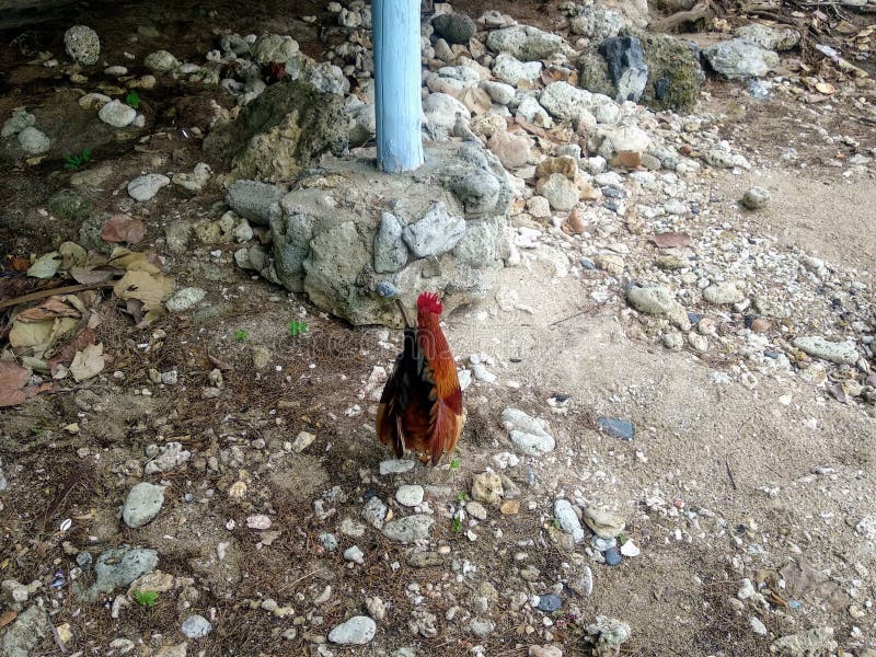 A Short Rooster Walking Alone at the Beach Stock Image - Image of short ...