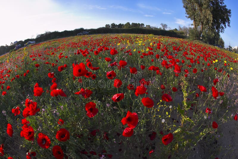 Short spring in desert. stock photo. Image of field, freedom - 8661312