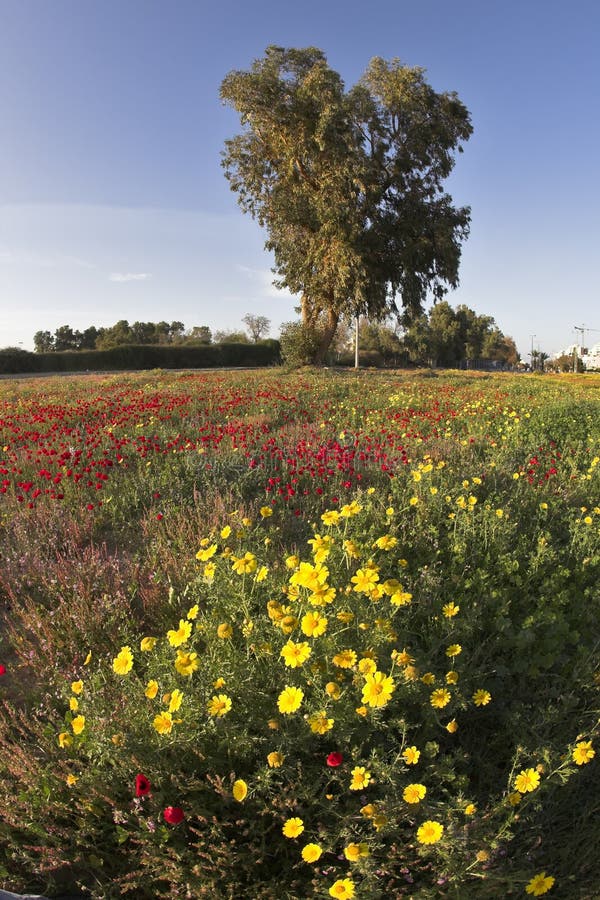 Short Spring in Desert. a Magnificent Flower in Desert Stock Image ...