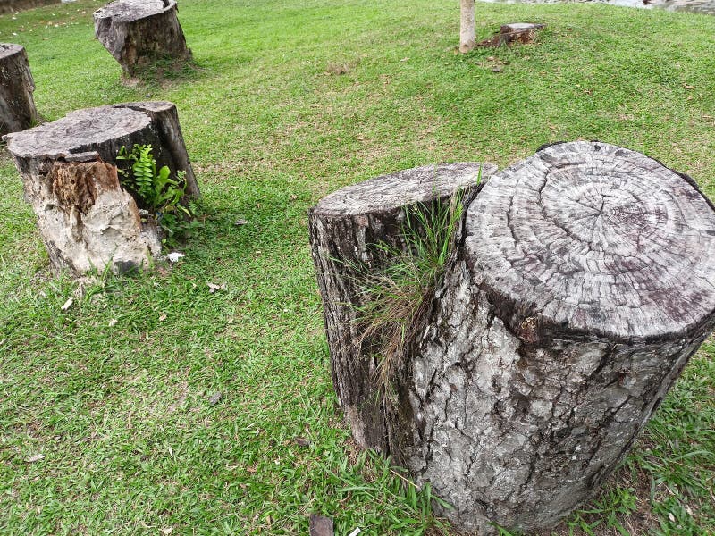 Short Stumps of Tree Trunks in a Garden Stock Photo - Image of plant ...