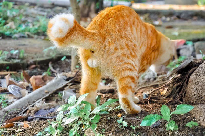 Short Tail Cat stock image. Image of tail, plant, interesting - 252554645