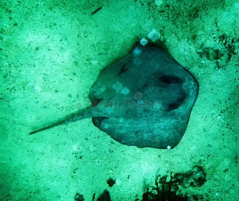 Short-tail Stingray stock photo. Image of destinations - 202609232