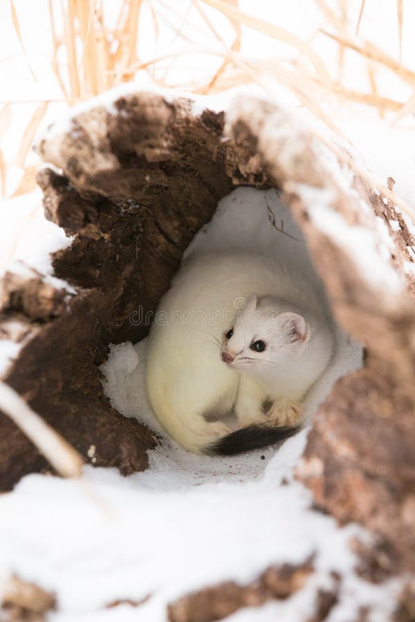 Short Tail Weasel in His Den Stock Image - Image of bold, america: 85054945