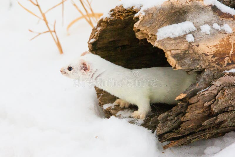 Short Tail Weasel Leaving His Den Stock Image - Image of carnivores ...