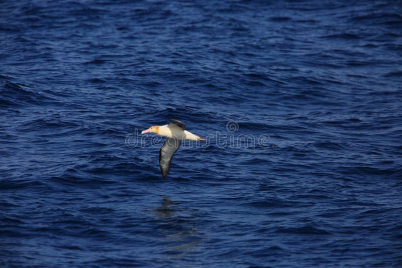 Short-tailed Albatross in Japan Stock Photo - Image of ocean, wildlife ...